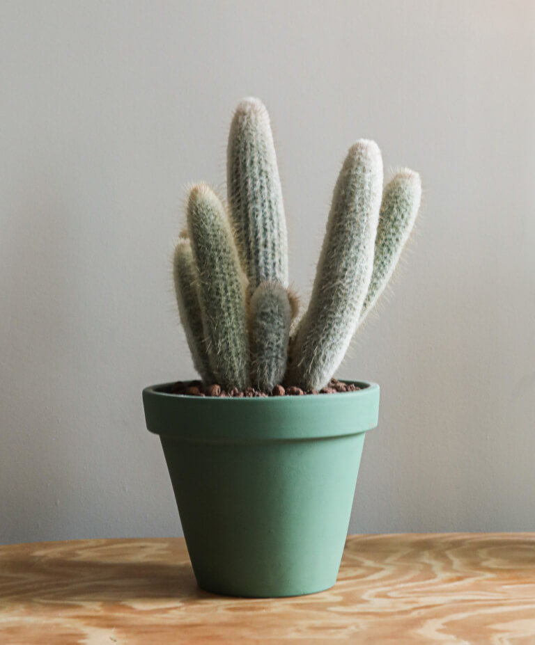 Como cuidar de cactos pequenos - mini cactos? | Planta Decora