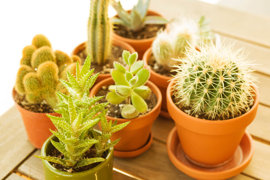 Como cuidar de cactos pequenos - mini cactos? | Planta Decora