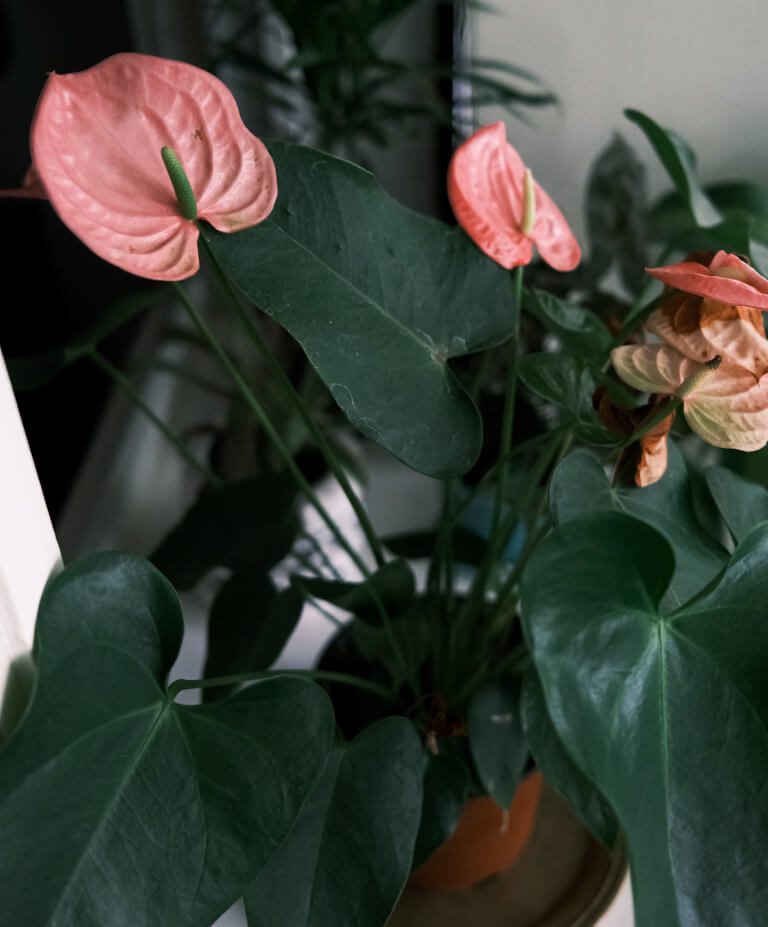 Como cuidar de antúrio? | Planta Decora