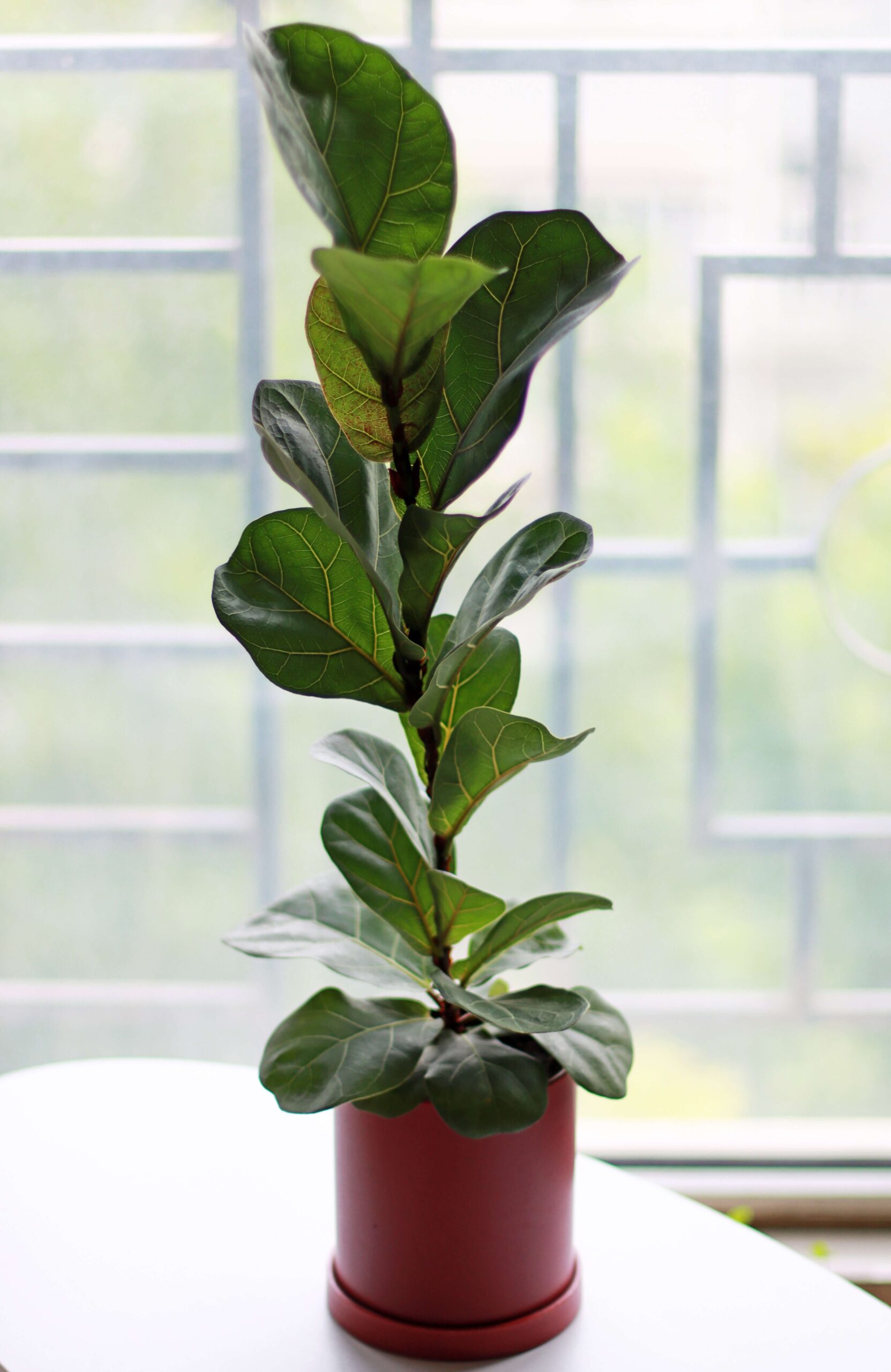 Como cuidar de ficus lyrata? | Planta Decora Como cuidar de ficus lyrata? | Planta Decora