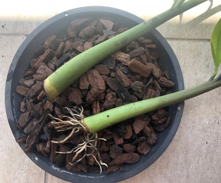 Como fazer mudas da planta zamioculca | Planta Decora