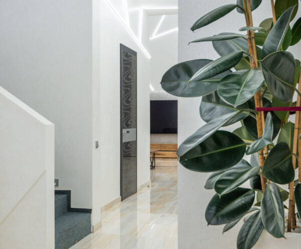 Como cuidar de Ficus elastica? | Planta Decora