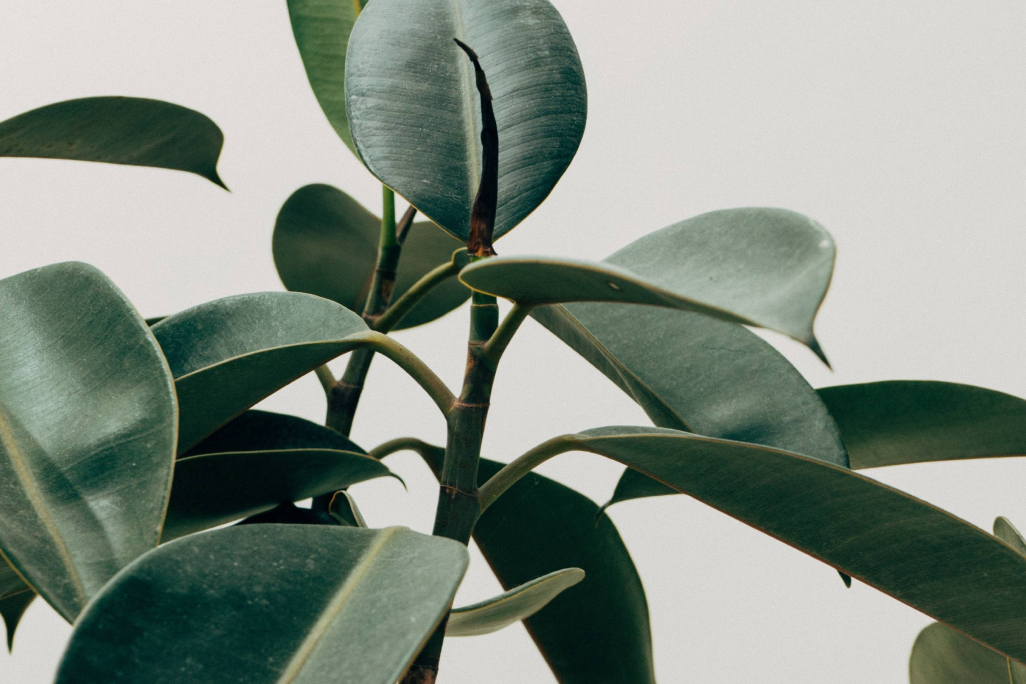 Como cuidar de Ficus elastica? | Planta Decora