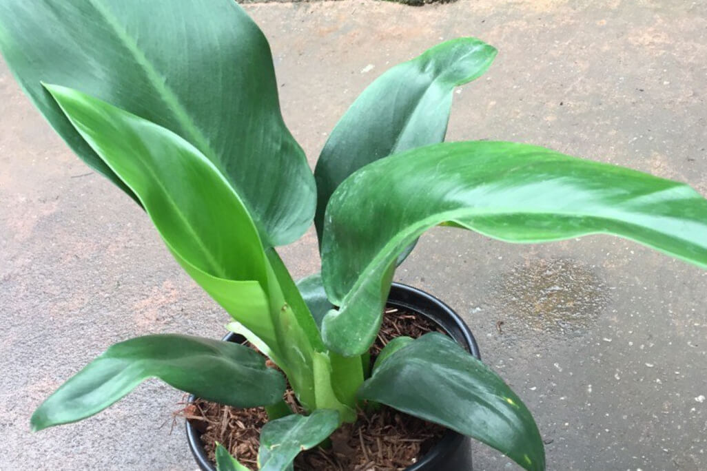 Como cuidar da planta pacová em vaso? | Planta Decora