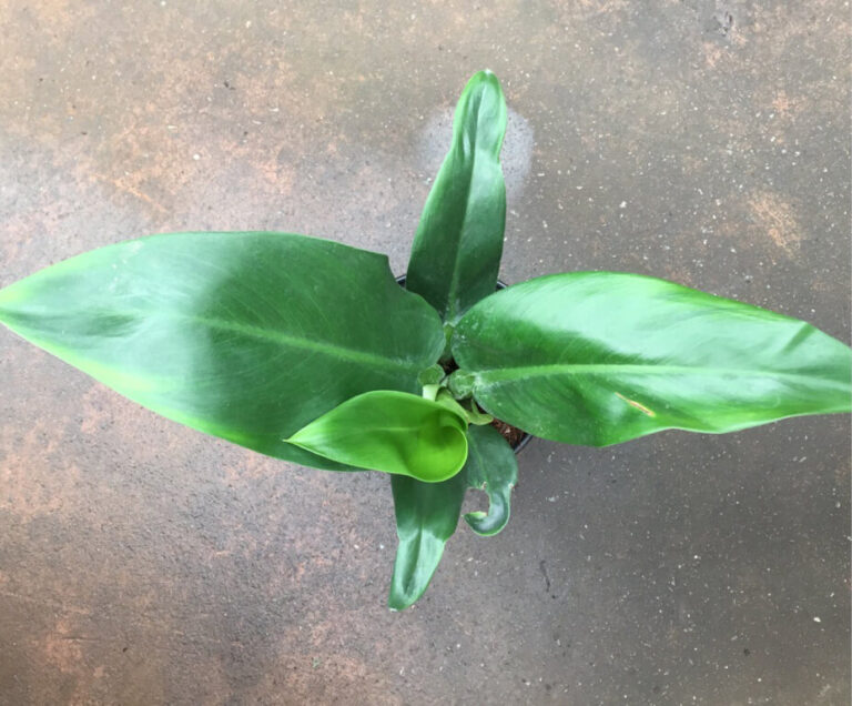 Como cuidar da planta pacová em vaso? | Planta Decora