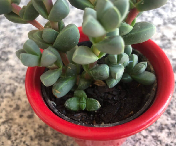 Como cuidar da suculenta coração partido? | Planta Decora